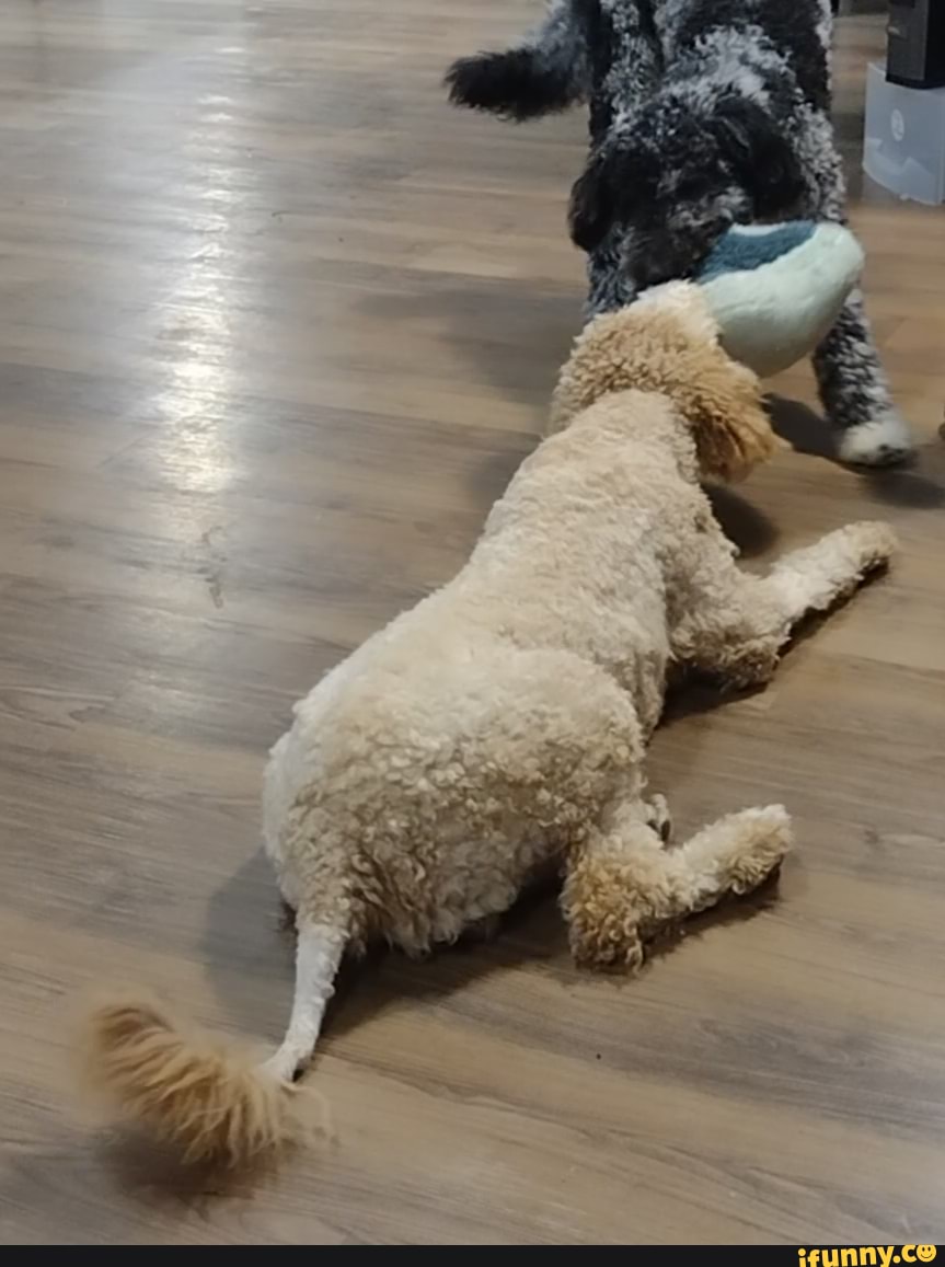 Picture memes cy6Yj9kc9 by AnimalsBeingDerps1_2021 - iFunny