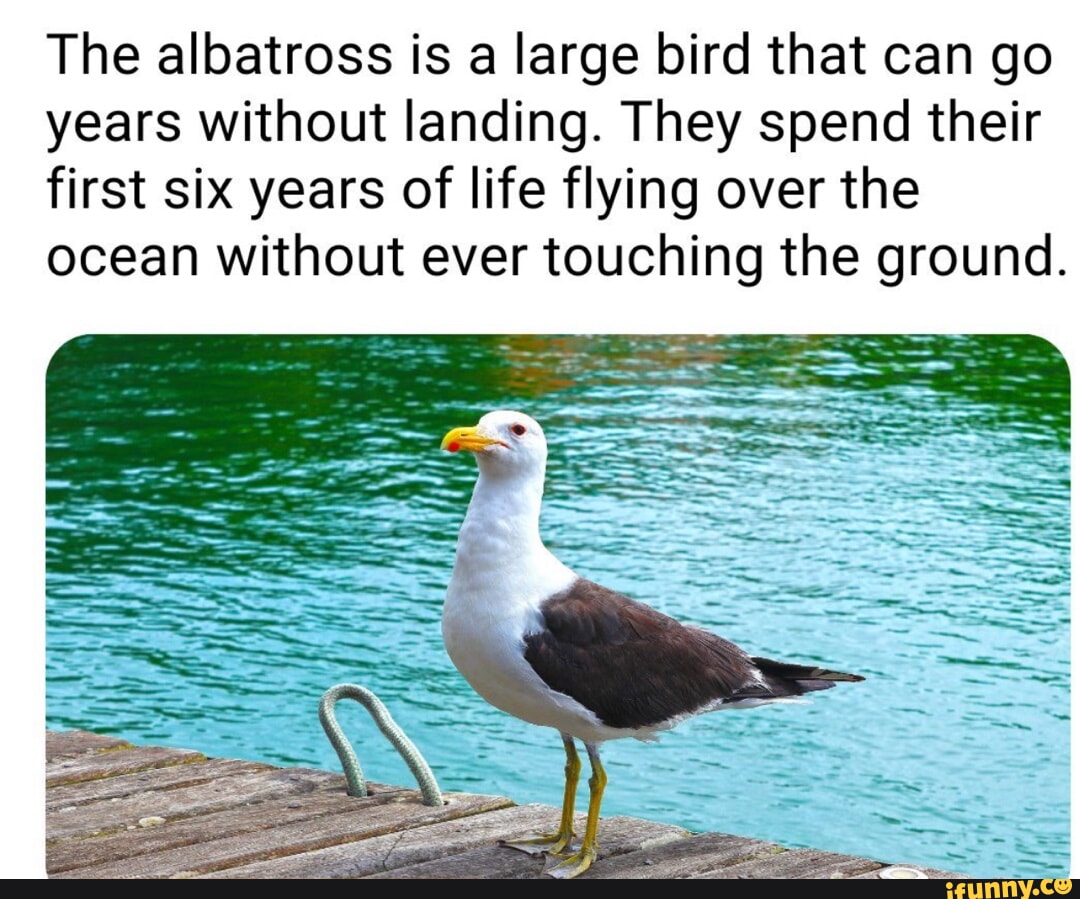 Albatross memes. Best Collection of funny Albatross pictures on iFunny