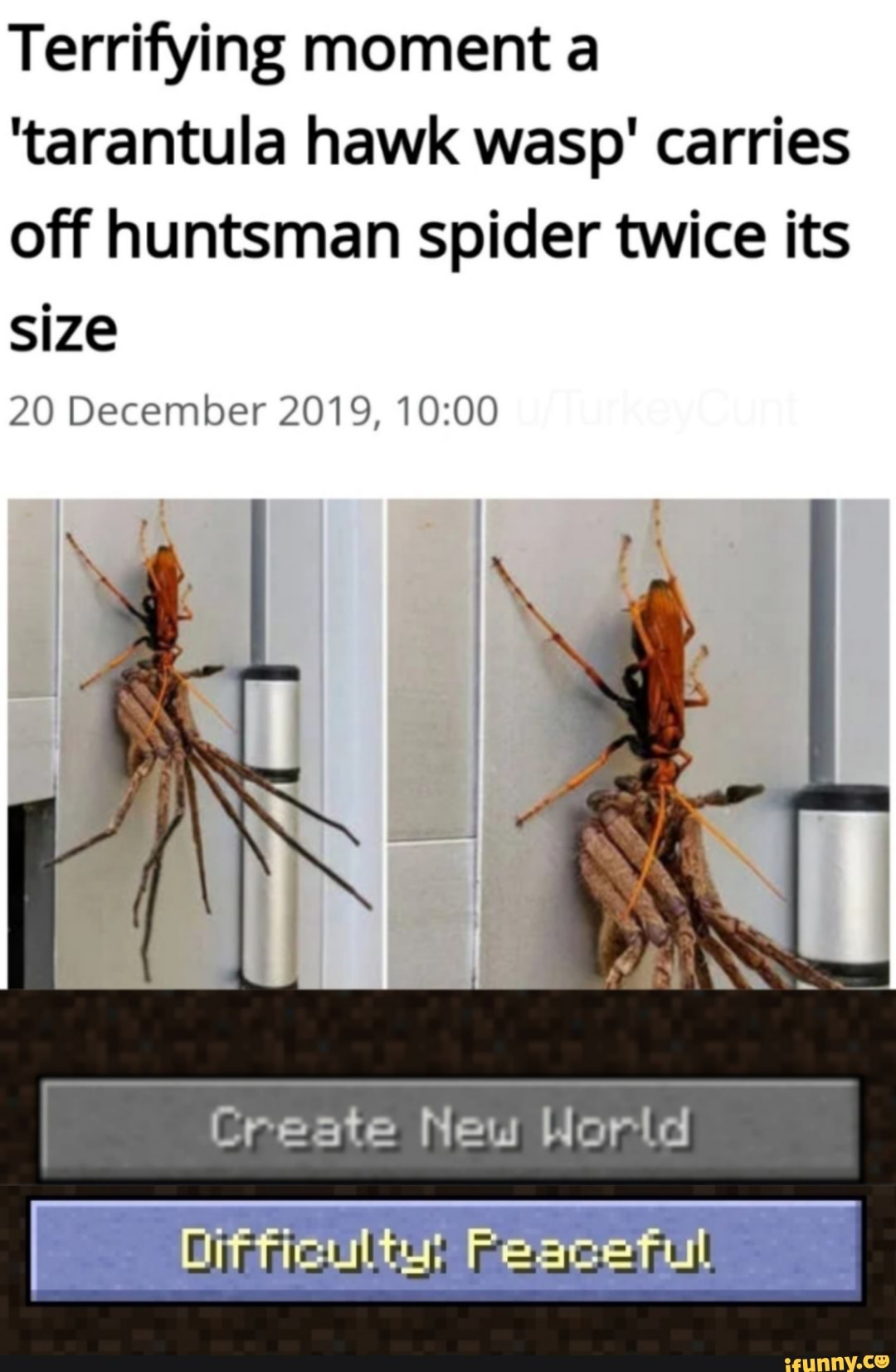 Terrifying moment a 'tarantula hawk wasp' carries off huntsman spider ...