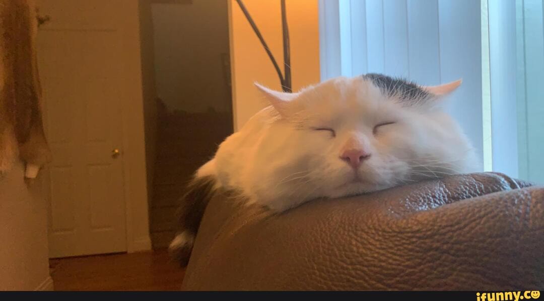 Smooshed memes. Best Collection of funny Smooshed pictures on iFunny