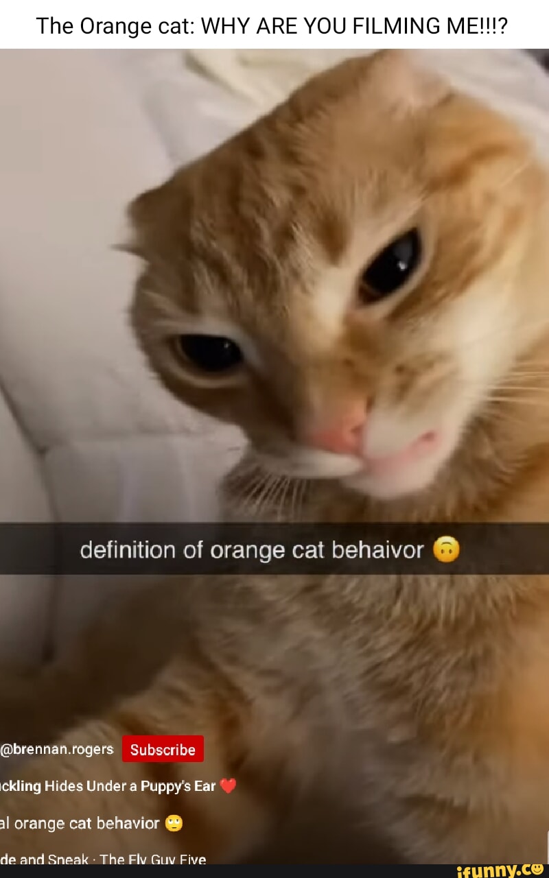 Behavior memes. Best Collection of funny Behavior pictures on iFunny