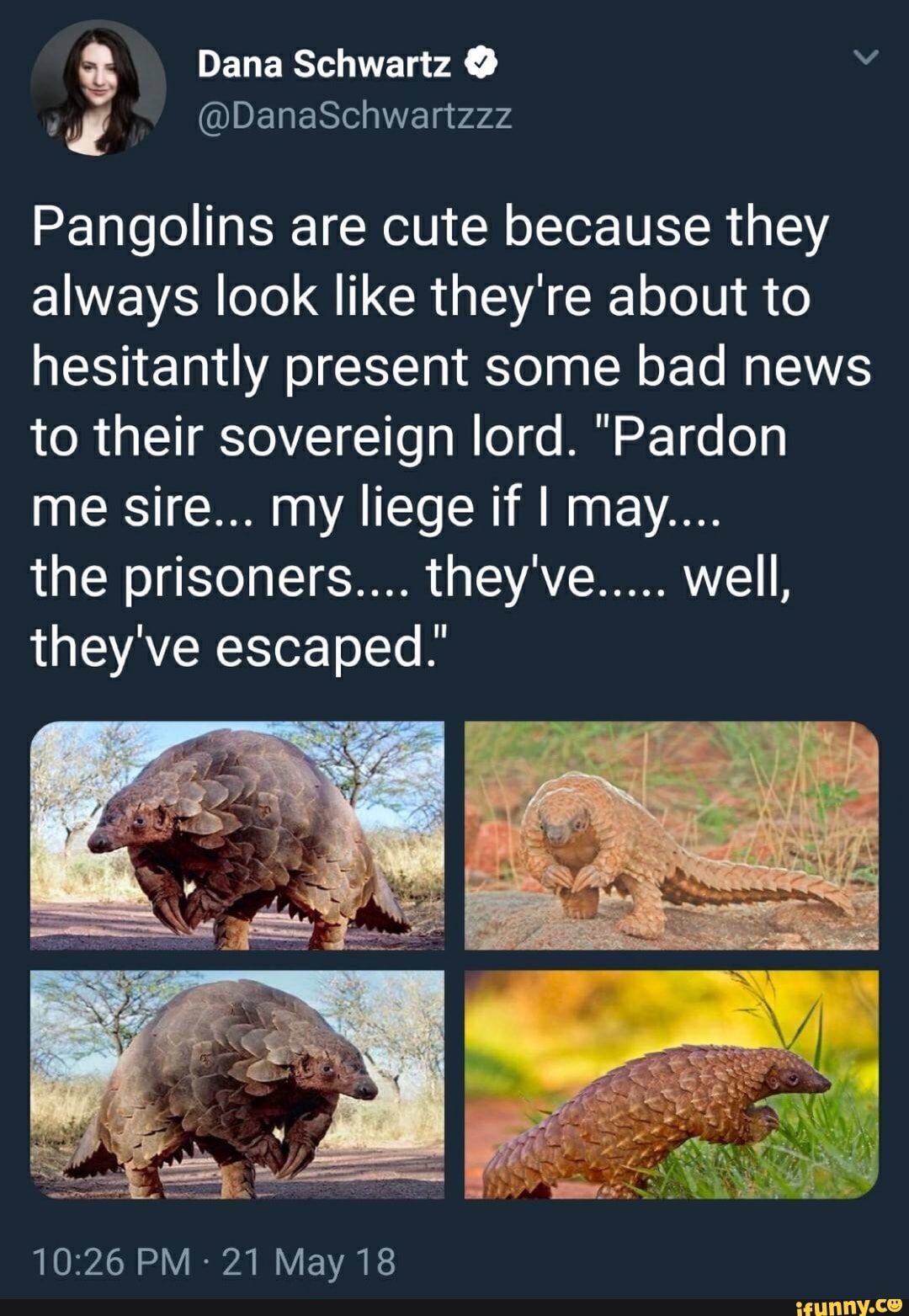 Pangolins are cute because they always look like they're about to ...