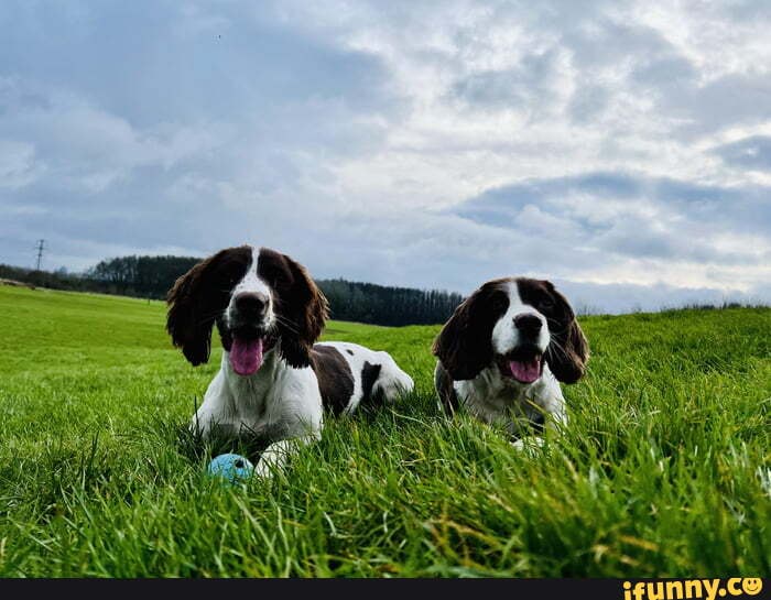 English_springer_spaniel memes. Best Collection of funny English ...