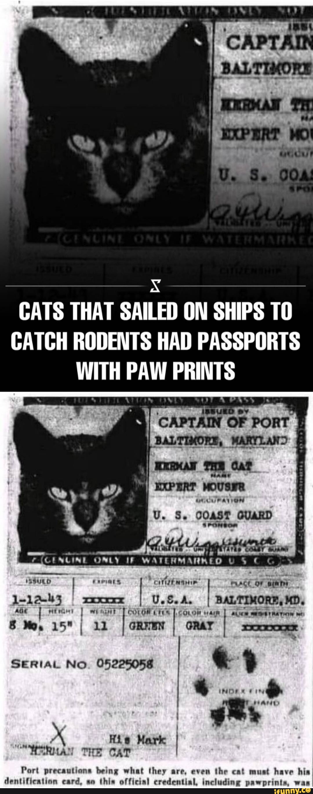 CATS THAT SAILED ON SHIPS TO CATCH RODENTS HAD PASSPORTS WITH PAW ...