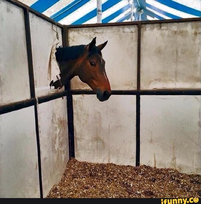 Honse memes. Best Collection of funny Honse pictures on iFunny