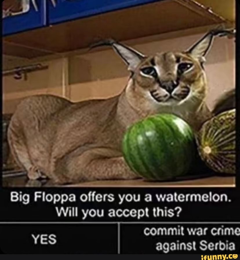 Big Floppa offers you a watermelon. Will you accept this? YES commit ...
