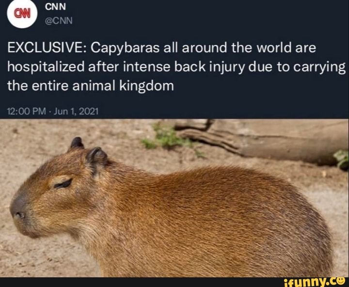 CNN @CNN EXCLUSIVE: Capybaras all around the world are hospitalized ...