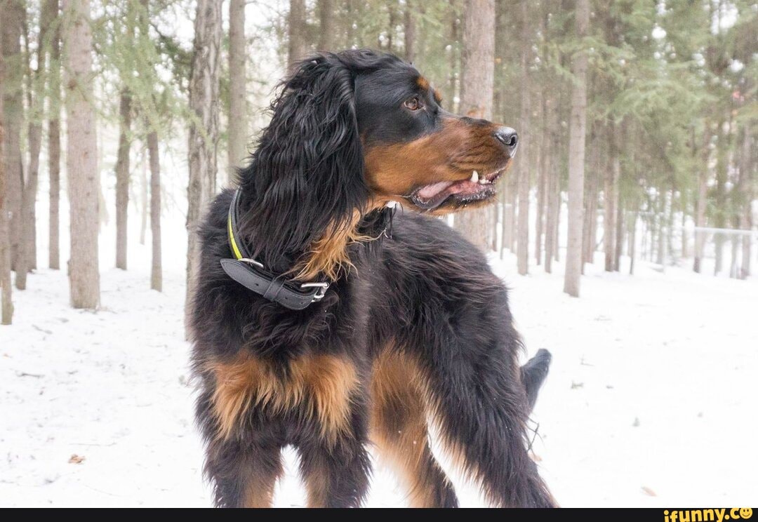 Snaggle memes. Best Collection of funny Snaggle pictures on iFunny