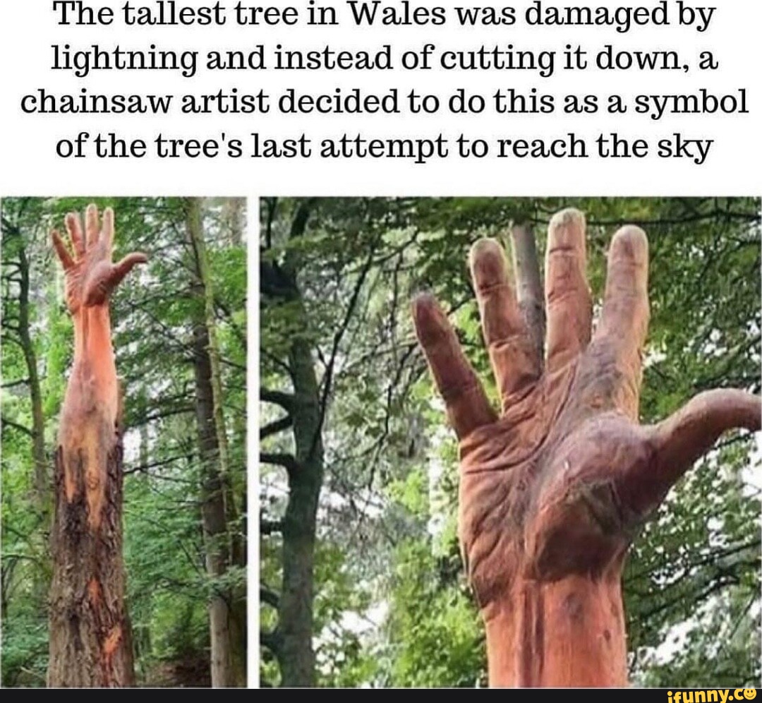 The tallest tree in Wales was damaged by lightning and instead of ...
