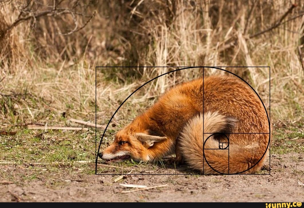 Fibonaccisequence memes. Best Collection of funny Fibonaccisequence ...