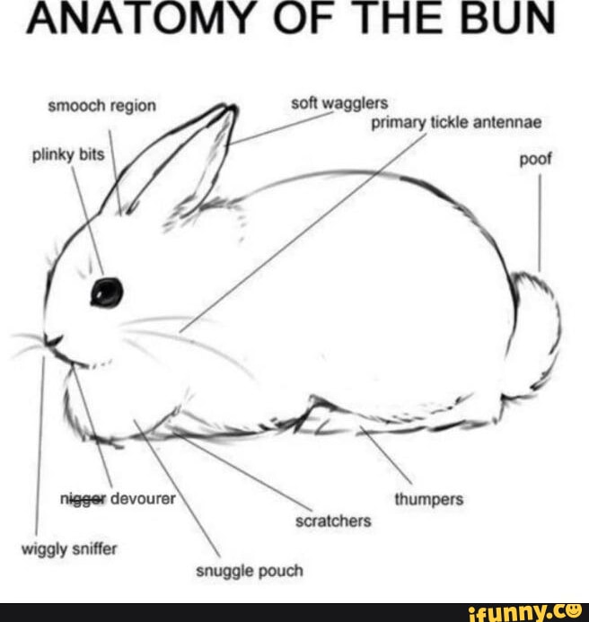 ANATOMY OF THE BUN smooch region soft wagglers Primary tickle antennae ...
