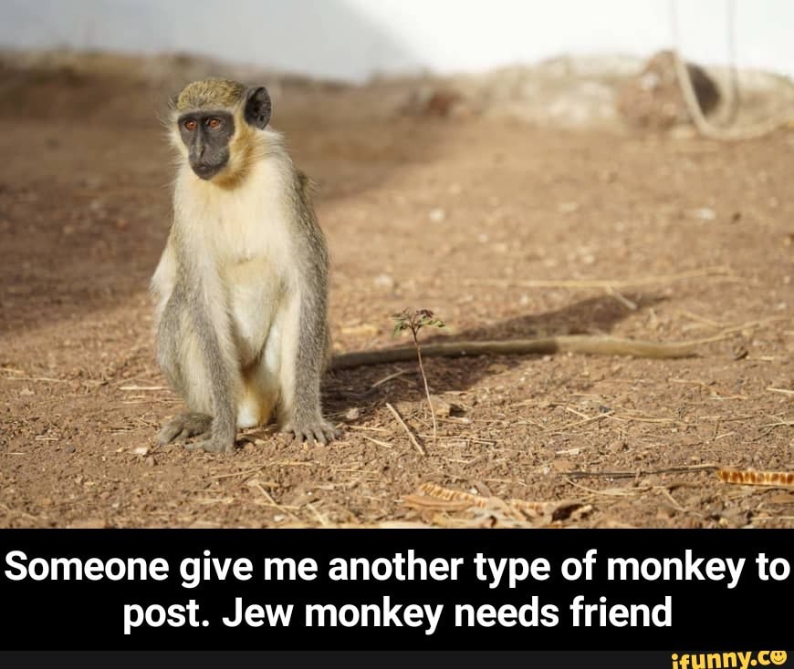 Someone give me another type of monkey to post. Jew monkey needs friend ...
