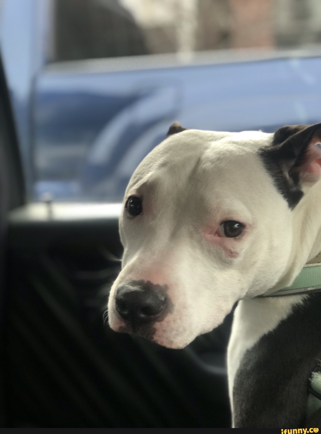 Pibble memes. Best Collection of funny Pibble pictures on iFunny