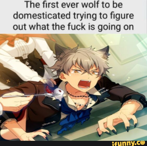 Domesticated memes. Best Collection of funny Domesticated pictures on ...