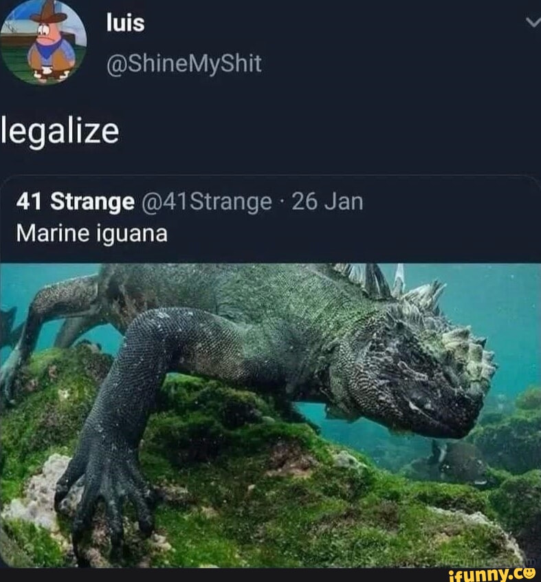 Iguana memes. Best Collection of funny Iguana pictures on iFunny