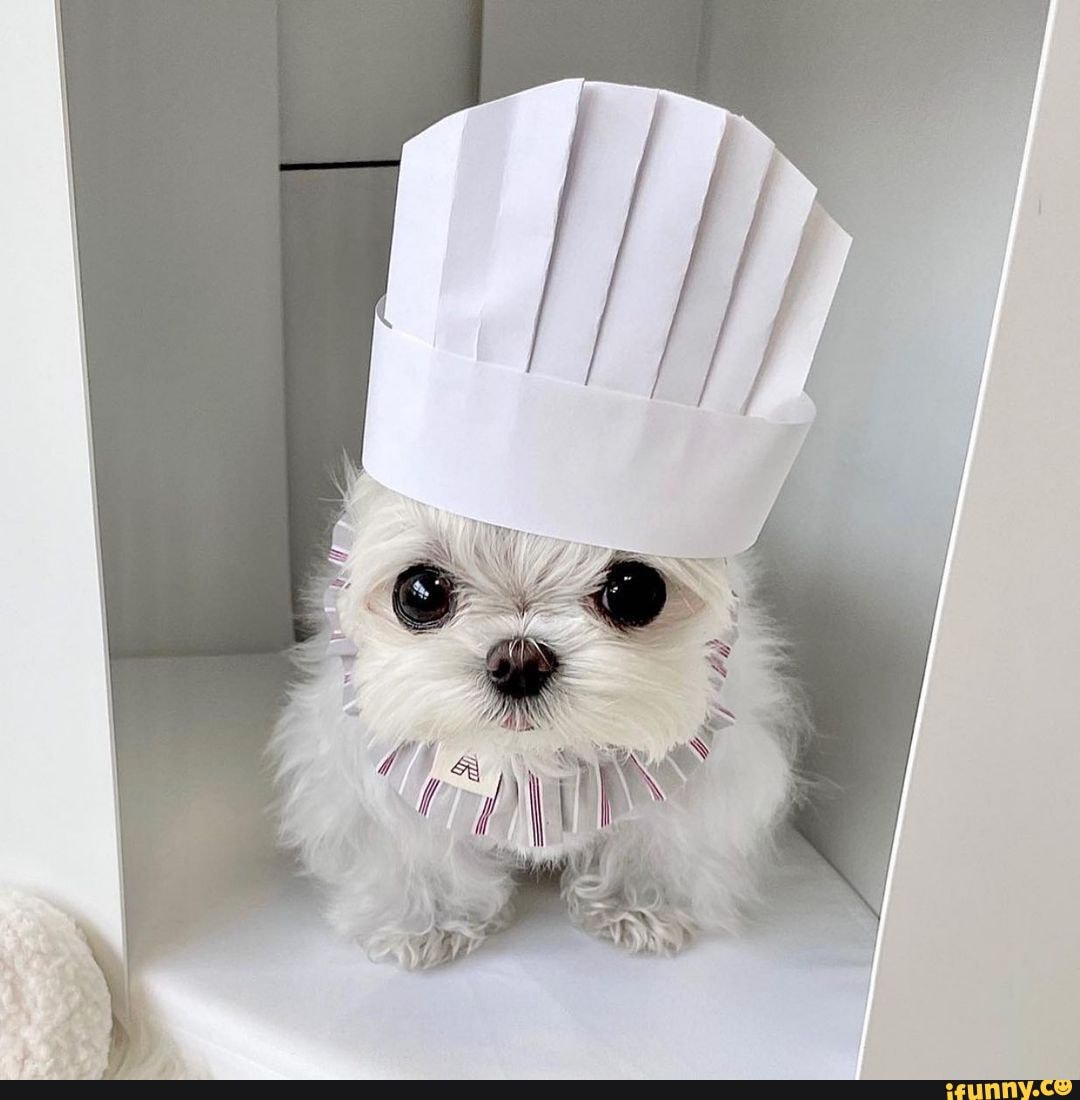 Woofles memes. Best Collection of funny Woofles pictures on iFunny