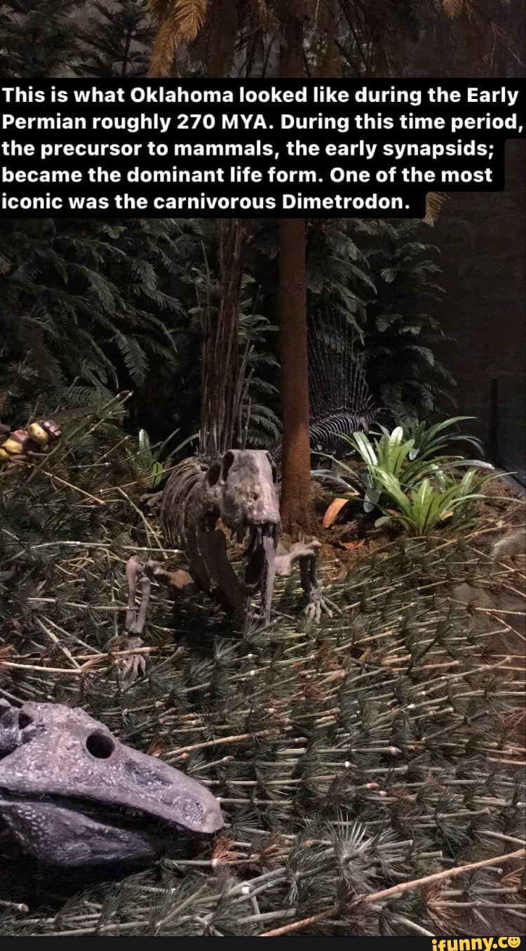 Dimetrodon memes. Best Collection of funny Dimetrodon pictures on iFunny