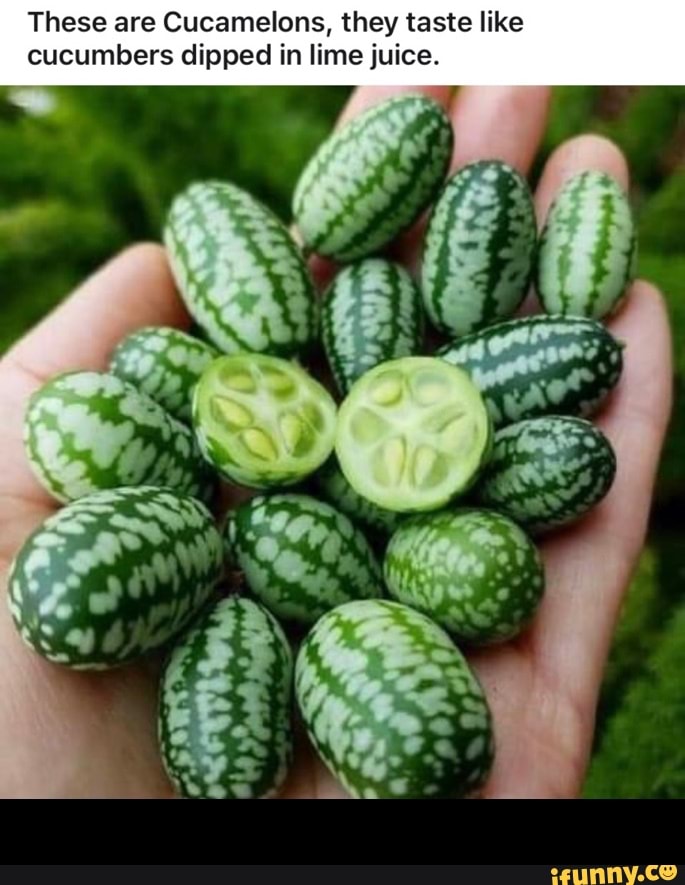 Cucamelons memes. Best Collection of funny Cucamelons pictures on iFunny