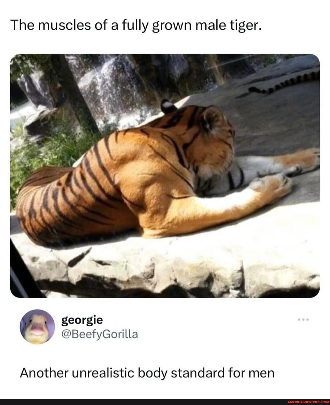 N/A - The muscles of a fully grown male tiger. georgie @BeefyGorilla ...