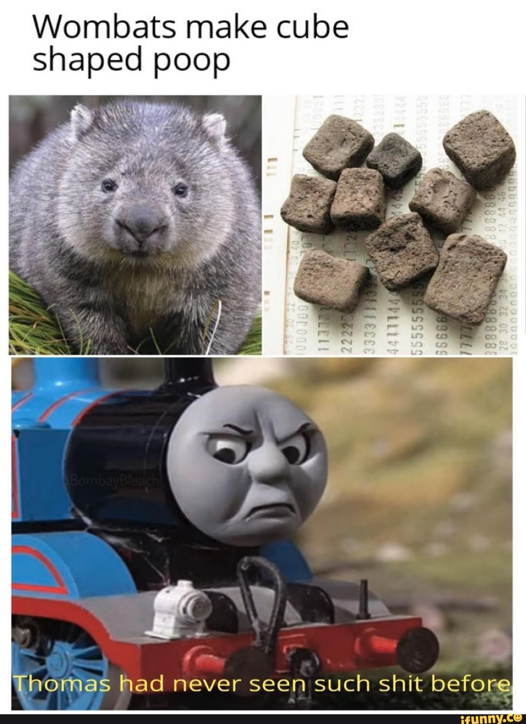 Wombats make cube Shaped poop 'Thomas had never seen such shit before ...
