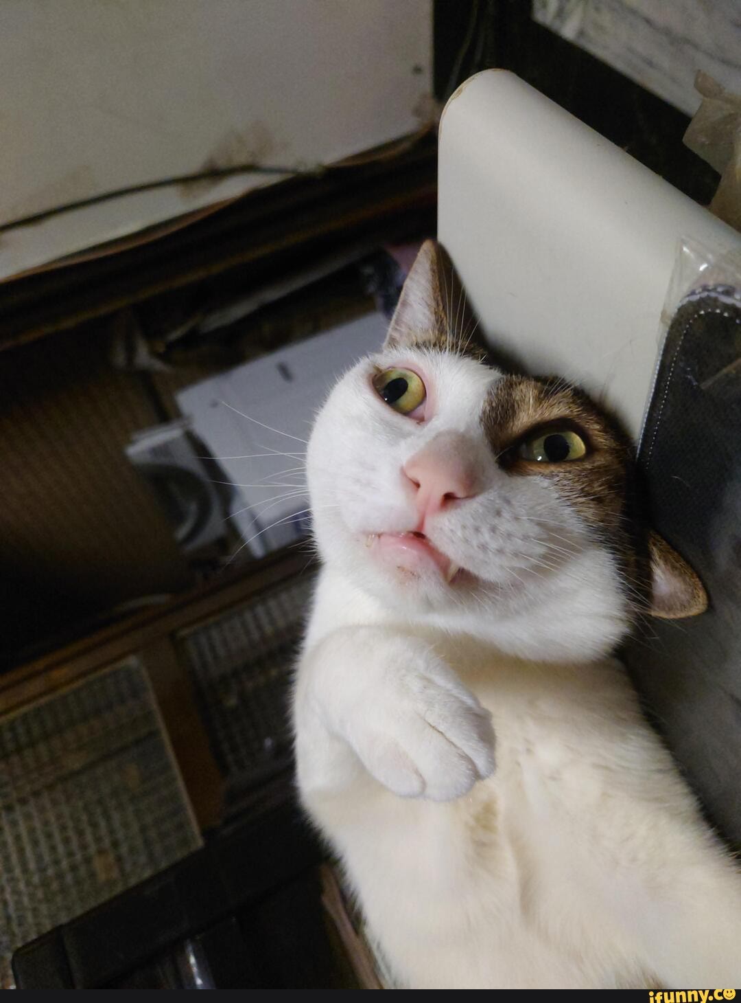 Caaat memes. Best Collection of funny Caaat pictures on iFunny