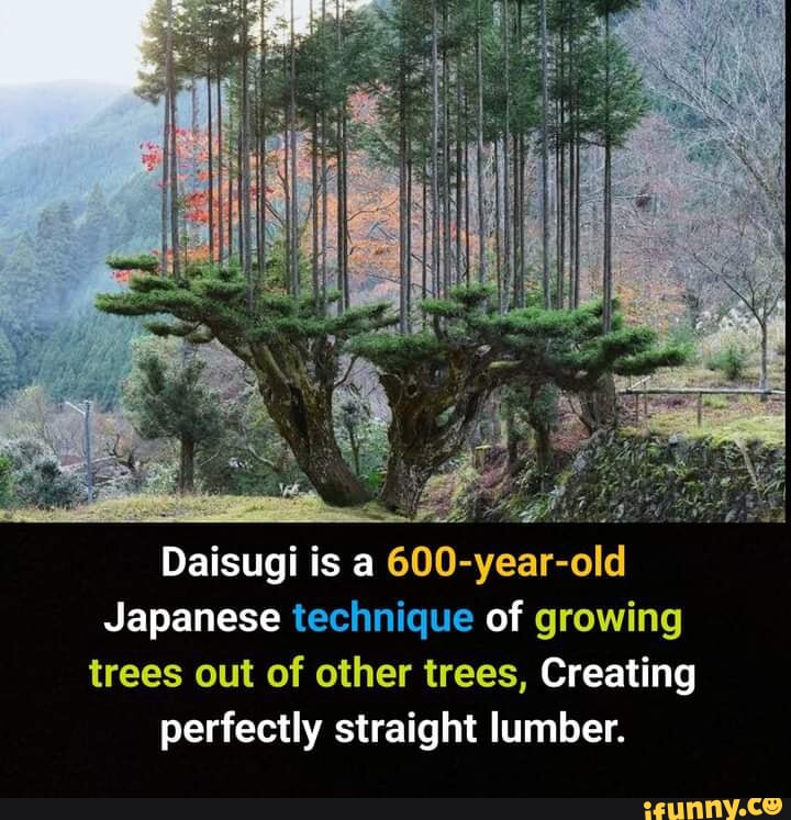 Daisugi is a 600-year-old Japanese technique of growing trees out of ...