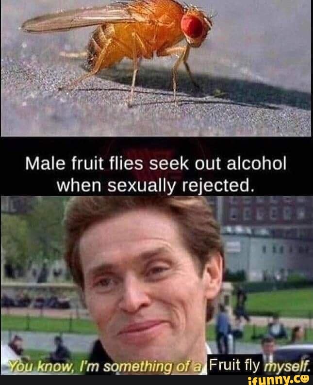 Fruitfly memes. Best Collection of funny Fruitfly pictures on iFunny