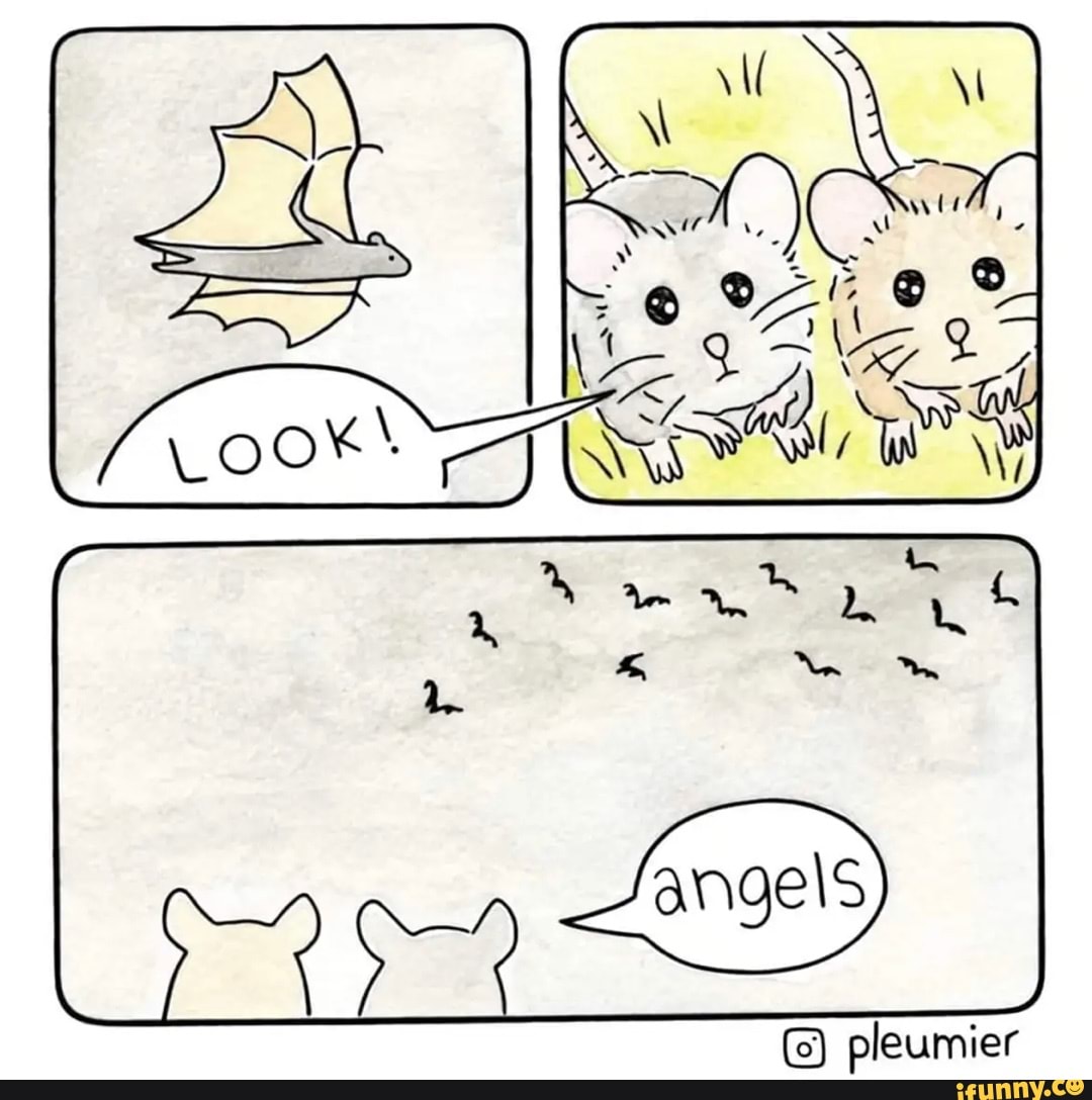 Angels pleumier - iFunny