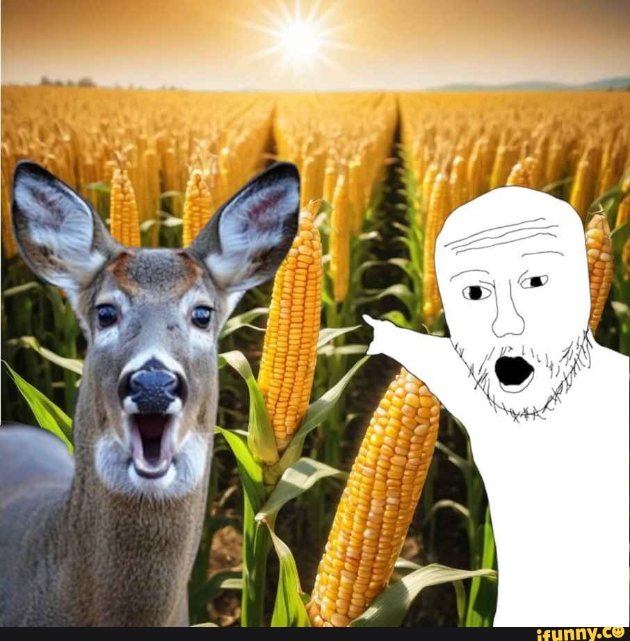 White Tail Memes 150+ Funny Whitetail Deer Stock Photos, Pictures