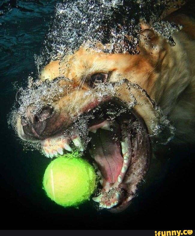 Underwater_dogs memes. Best Collection of funny Underwater_dogs ...