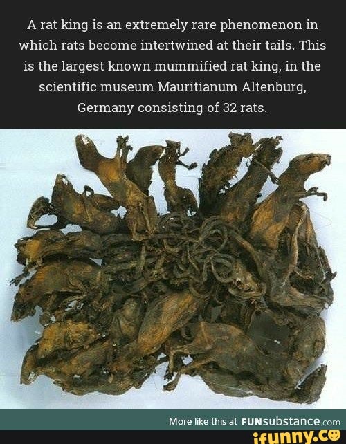 Mummified memes. Best Collection of funny Mummified pictures on iFunny