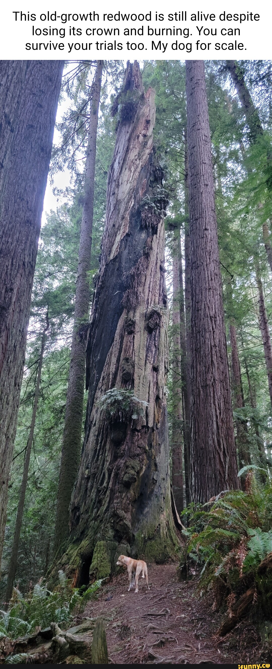 Crown memes. Best Collection of funny Crown pictures on iFunny