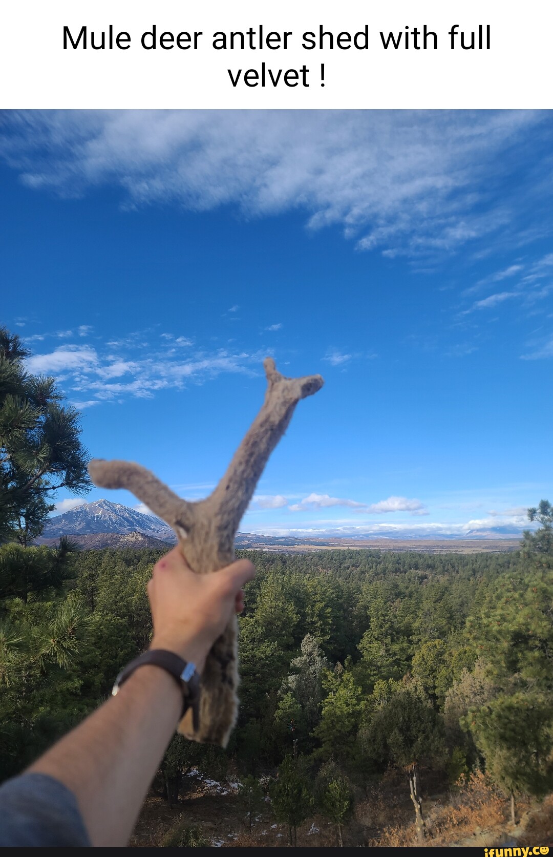 Mule memes. Best Collection of funny Mule pictures on iFunny