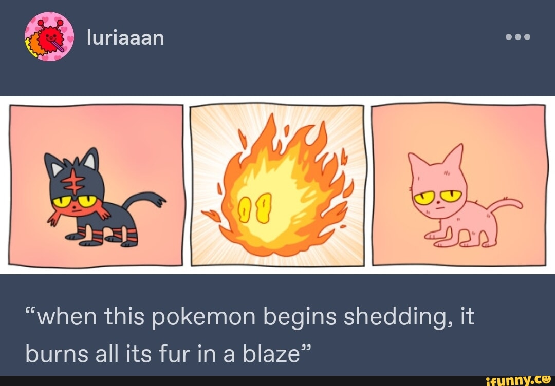 Litten memes. Best Collection of funny Litten pictures on iFunny