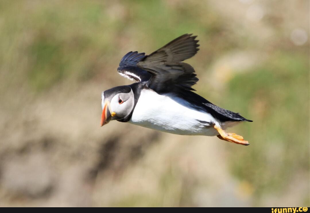 Puffins memes. Best Collection of funny Puffins pictures on iFunny