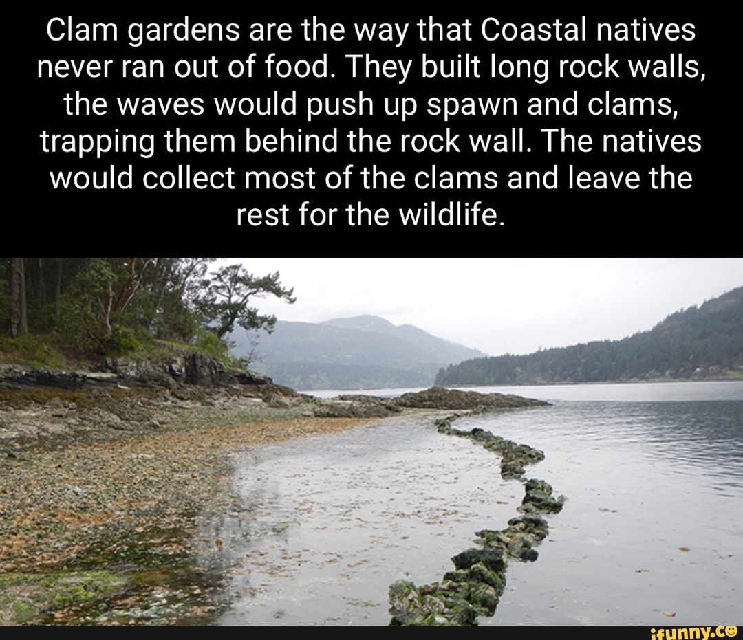 Clam gardens are the way that Coastal natives never ran out of food ...