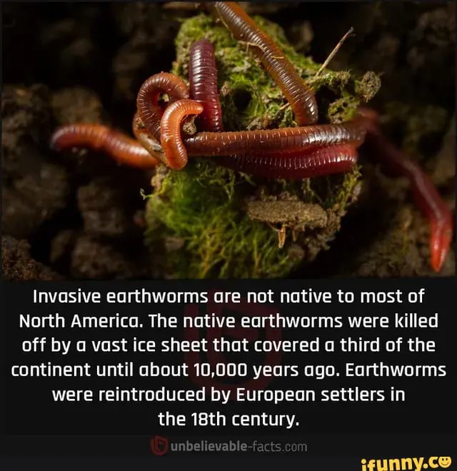Invasive earthworms are not native to mast of North America. The native ...
