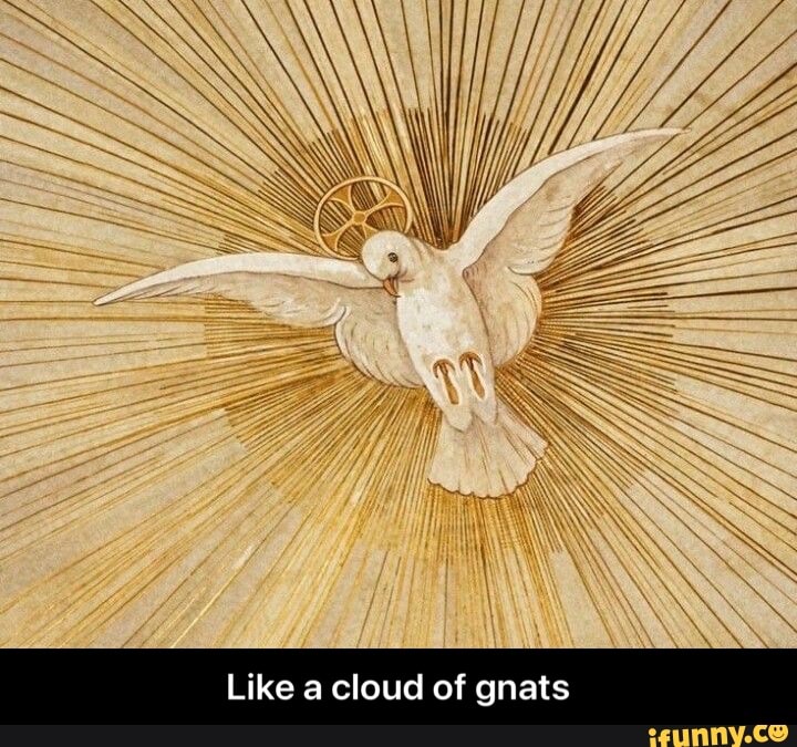 Gnats memes. Best Collection of funny Gnats pictures on iFunny