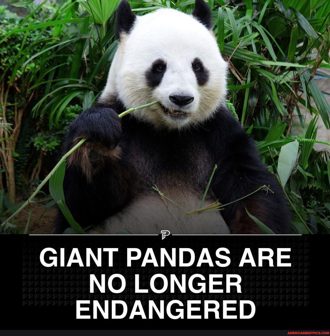 GIANT PANDAS ARE NO LONGER ENDANGERED - America’s best pics and videos