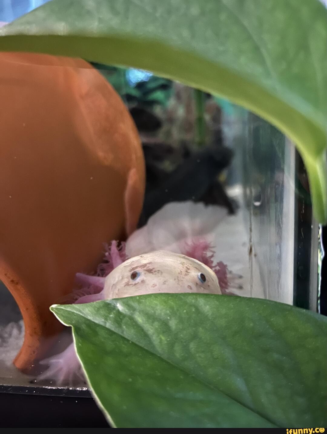 Pothos memes. Best Collection of funny Pothos pictures on iFunny Brazil