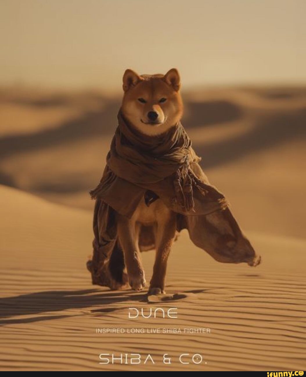 Shiba memes. Best Collection of funny Shiba pictures on iFunny