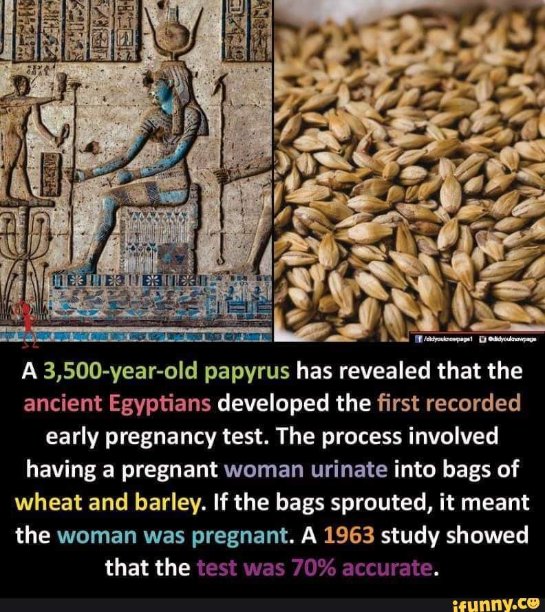 Ancient Egyptians deve early pregnancy test. 3,500-year-old papyrus has ...