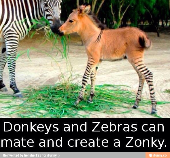 Zonky memes. Best Collection of funny Zonky pictures on iFunny