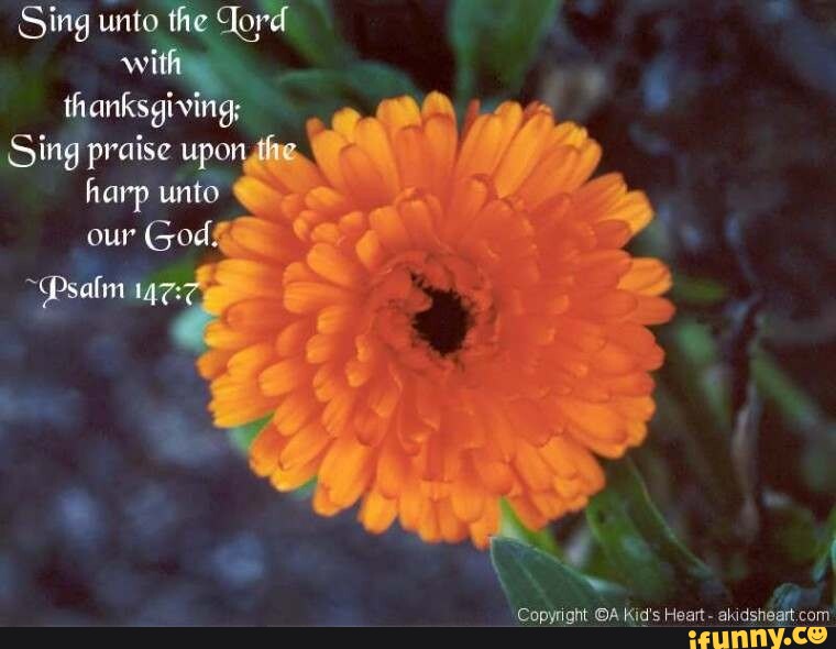 Harp memes. Best Collection of funny Harp pictures on iFunny