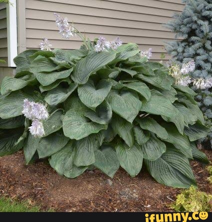 Hosta memes. Best Collection of funny Hosta pictures on iFunny