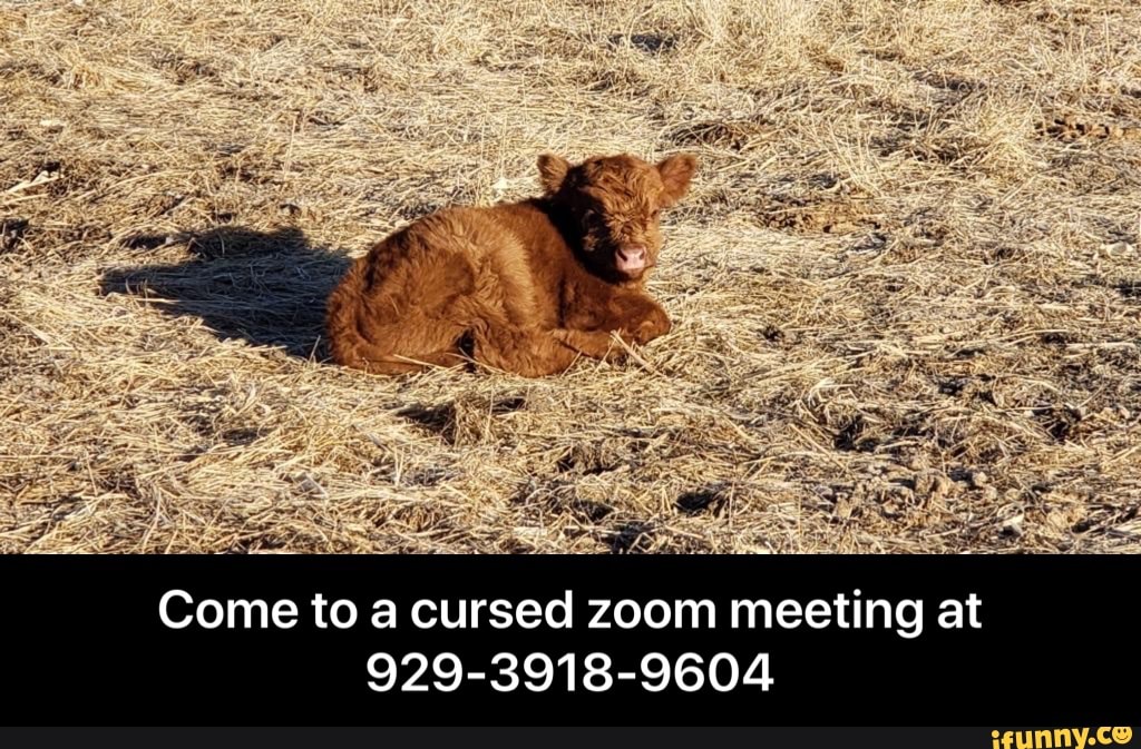Come to a cursed zoom meeting at 929-3918-9604 - Come to a cursed zoom ...