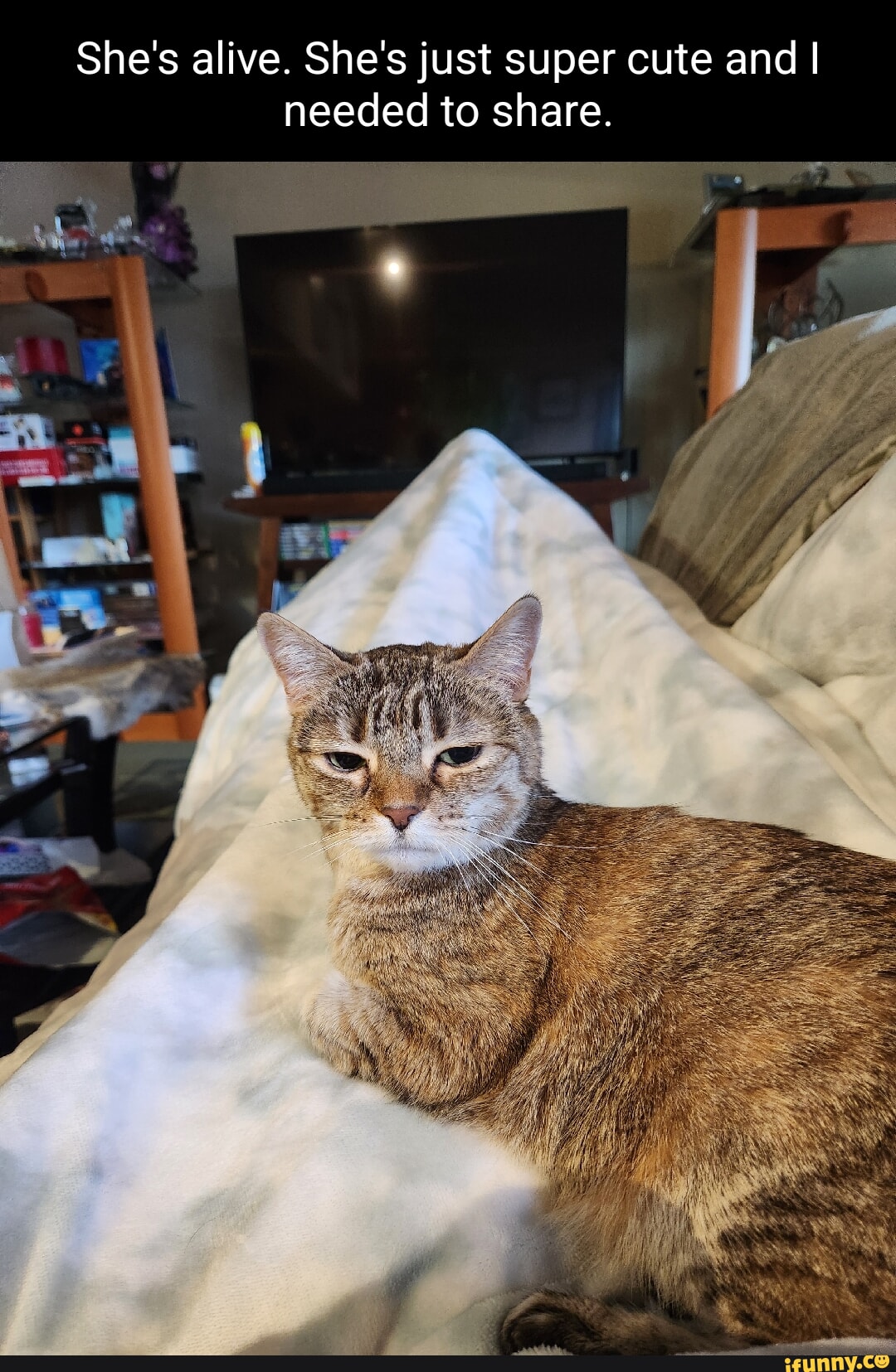 Smol memes. Best Collection of funny Smol pictures on iFunny