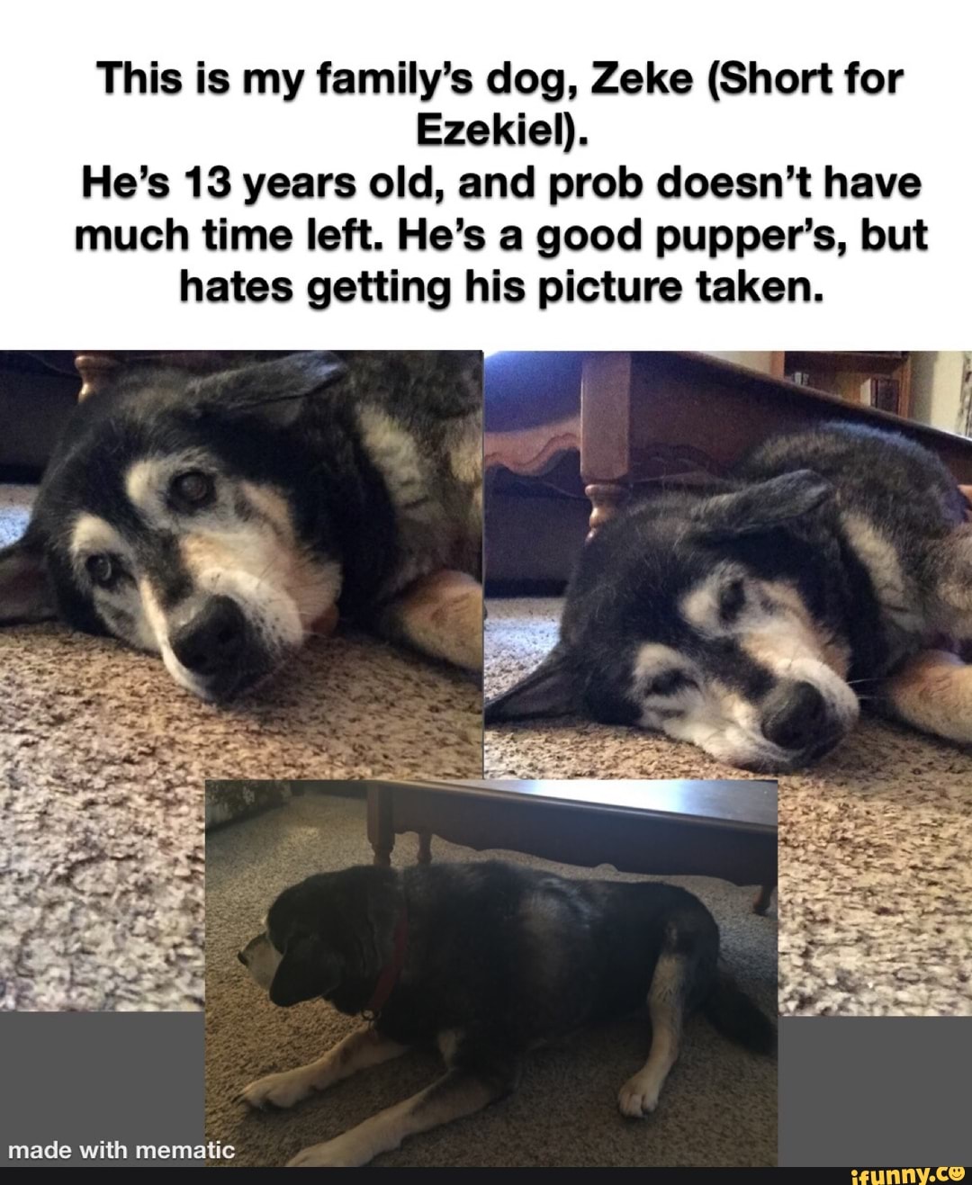 This is my family's dog, Zeke (Short for Ezekiel). He's 13 years old ...