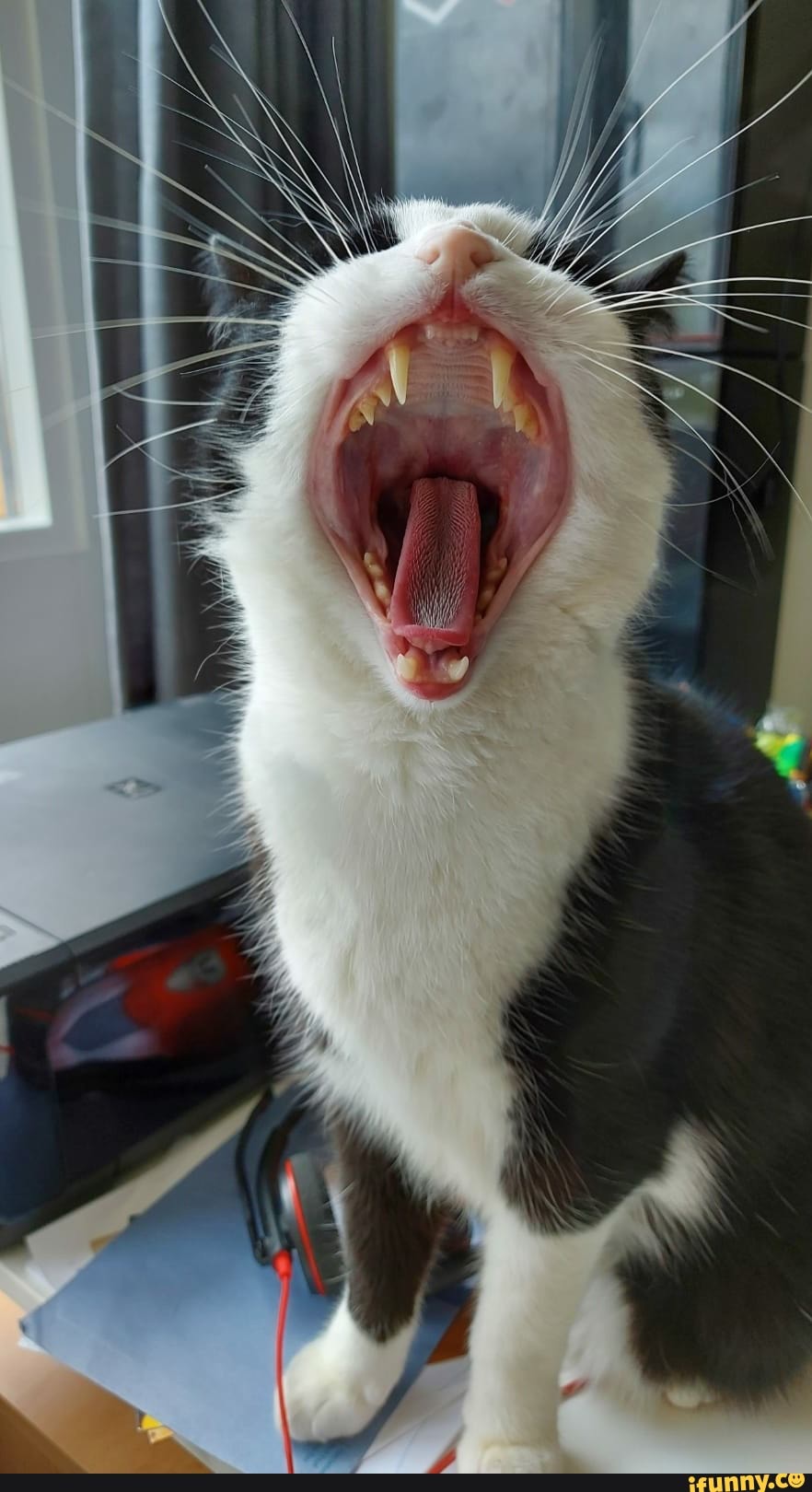 Jawning memes. Best Collection of funny Jawning pictures on iFunny