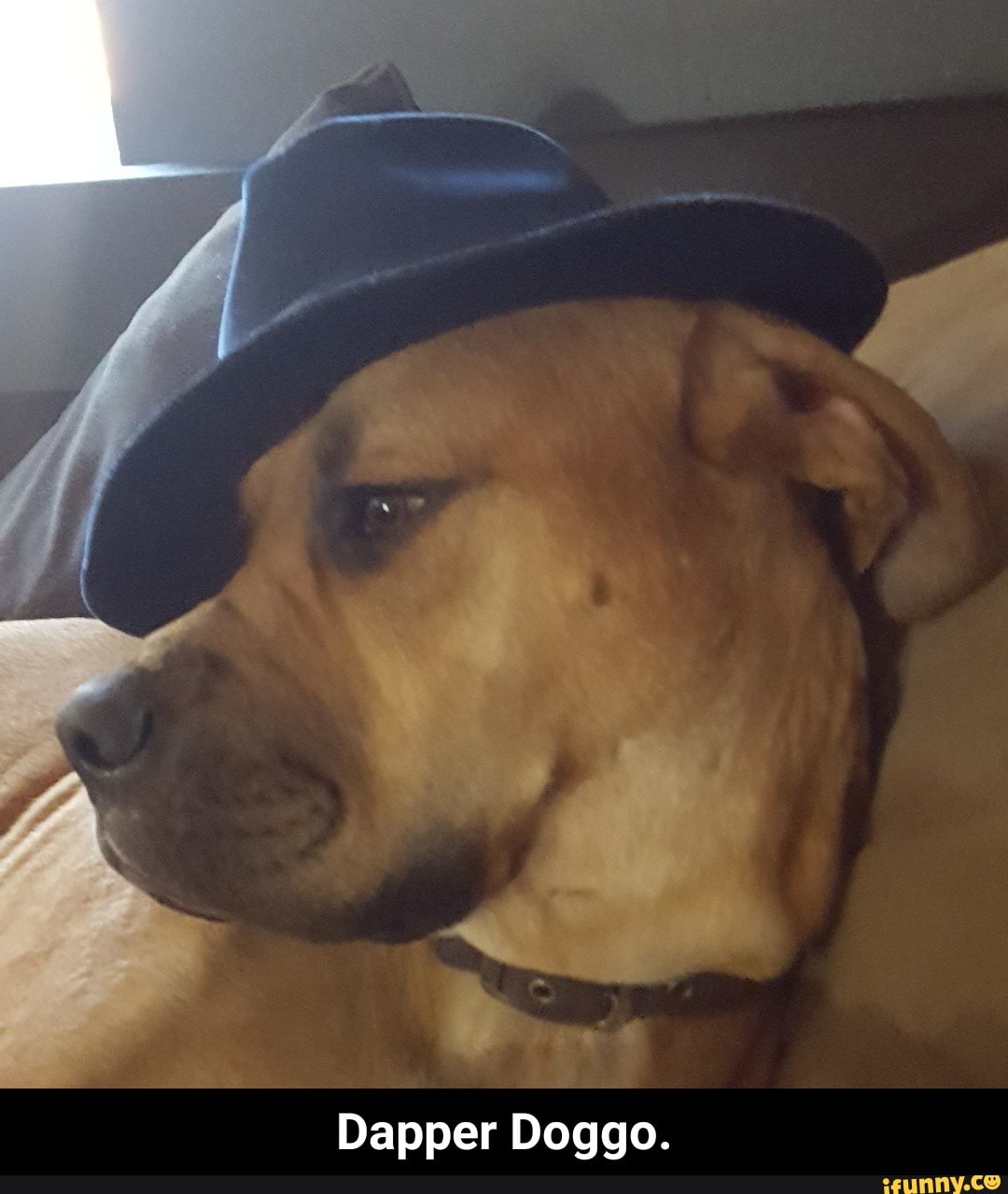 Hatdog memes. Best Collection of funny Hatdog pictures on iFunny